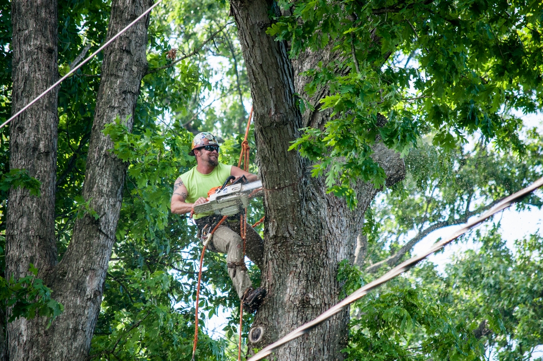 Gallery – Dubois Tree Service